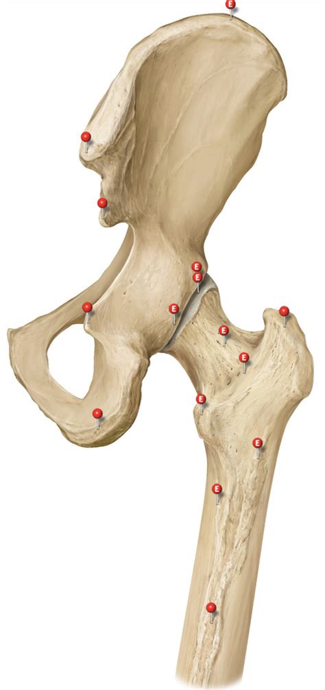Art Coxae Dorsal Diagram Quizlet