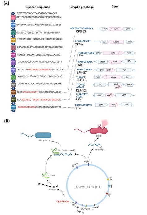 E Coli Crispr Cas Spacer Sequences And Lytic Gene Inhibition Download Scientific Diagram