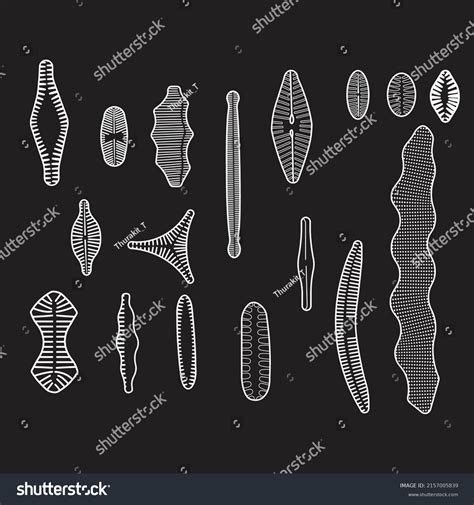 Diatom Member Algal Class Bacillariophyceae Diatoms Stock Vector Royalty Free 2157005839