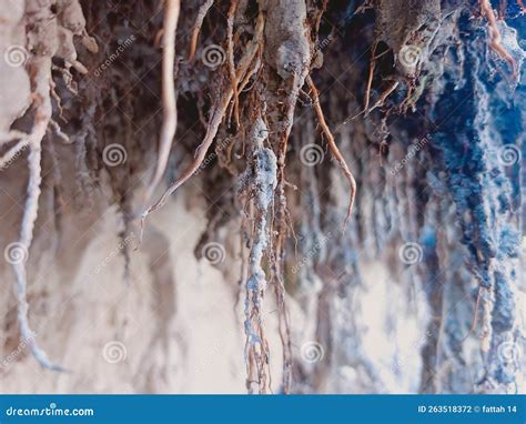 Root In The Soil Stock Photo Image Of Winter Flower