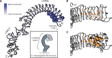 Figure 1 From Rapidly Evolving Toll 34 Genes Encode Male Specific Toll