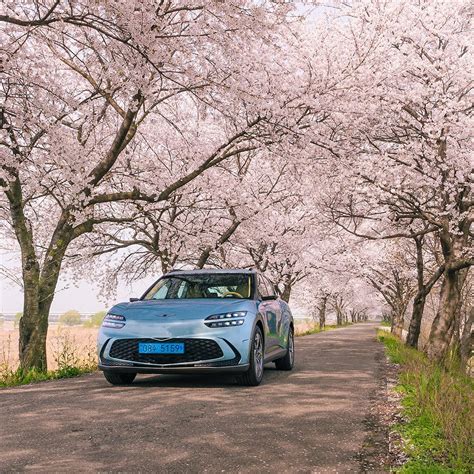 제네시스 코리아 ⠀ 분홍빛 꽃비가 떨어지는 도로 위를 달리는 즐거움이 계속되길 바라며 따뜻한 봄에도 여러분과 제네시스의 여정은 계속 됩니다 📍전북 완주군 삼례읍 하리