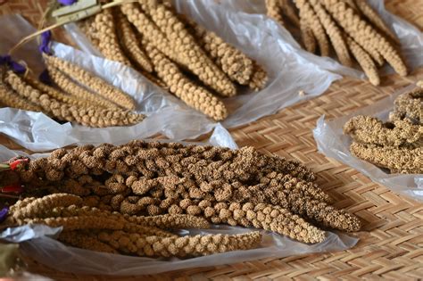 勇往直前的小米媽媽：原住民傳統作物的保種與復耕 大享食育協會─讓學校營養午餐變得更好