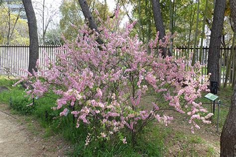 2024年4月2日 現在の開花情報 開花情報 大阪市立長居植物園