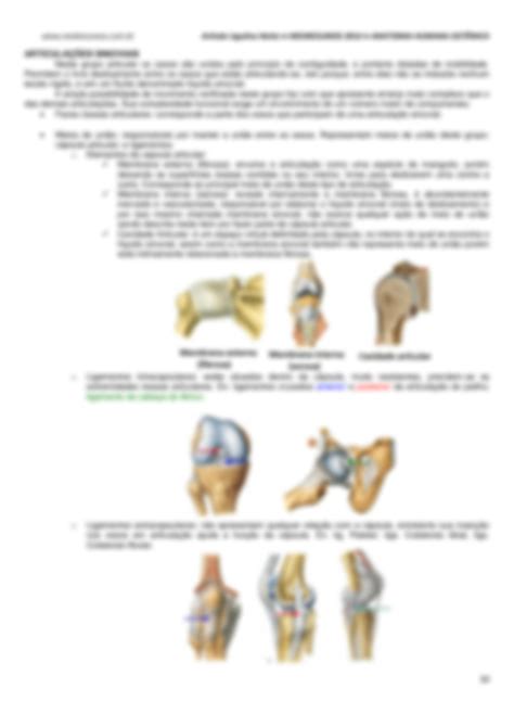 SOLUTION Anatomia Humana Sist Mica 03 Sistema Articular Studypool