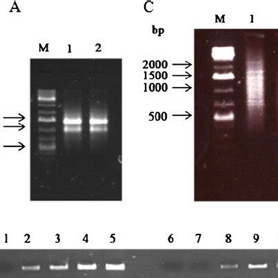 The Suppression Subtractive Hybridization SSH Was Conducted Using