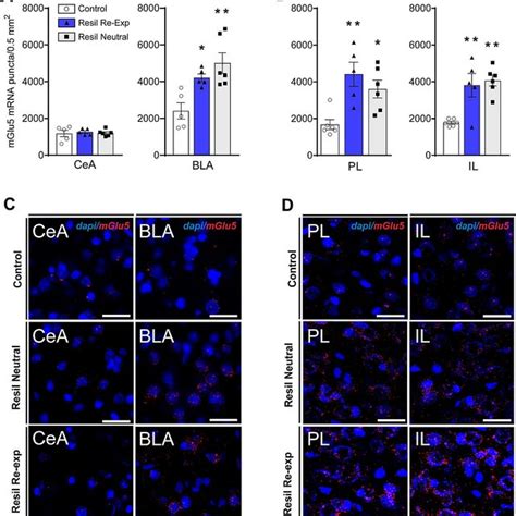 Resilience To The Long Term Effects Of A Single Predator Scent Stress Download Scientific