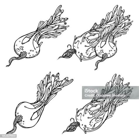 Kohlrabi 손으로 그린 윤곽 낙서 벡터 일러스트 디자인 메뉴 벽지 직물 성인을위한 색칠 공부 개체 그룹에 대한 스톡 벡터 아트 및 기타 이미지 Istock