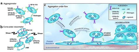 Jci A Revised Model Of Platelet Aggregation