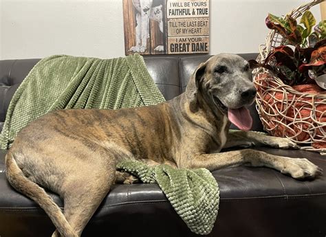 Jewel 4 Year Old Female Blue Brindle Great Dane Great Dane Puppies