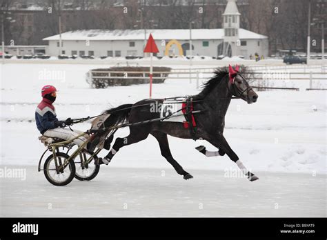 Trotter race Stock Photo - Alamy