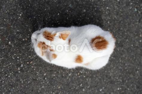 香箱座りするぶち猫を上から No 27989729｜写真素材なら「写真ac」無料（フリー）ダウンロードok