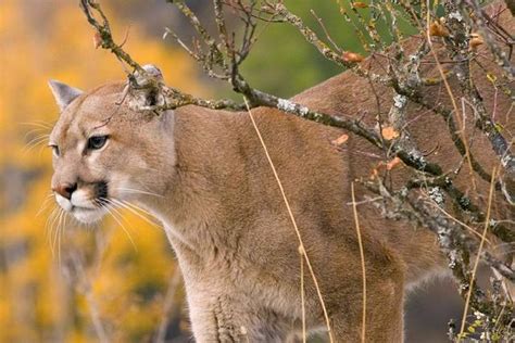 貓科動物家族武力值最高的猛獸美洲獅第四雄獅第二它最強 每日頭條