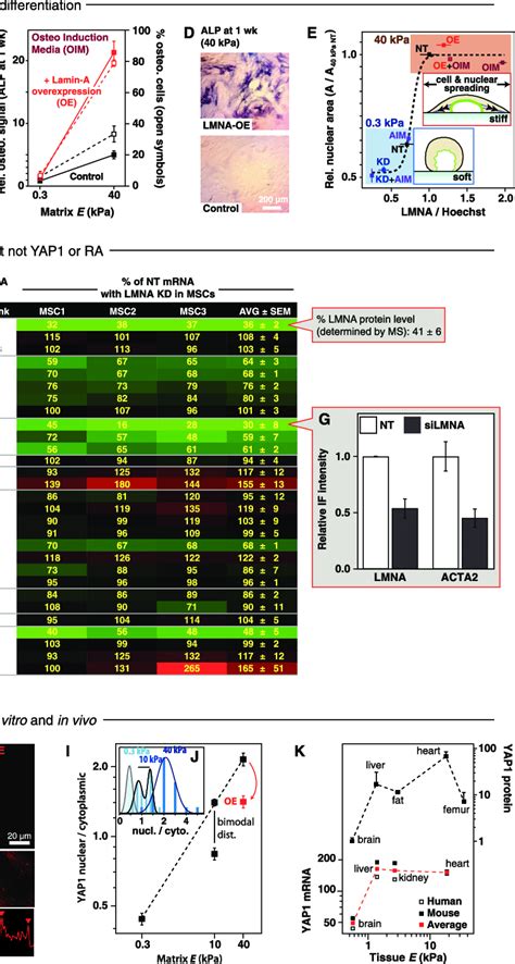 Matrix Elasticity Directs Stem Cell Differentiation Which Is Enhanced Download Scientific