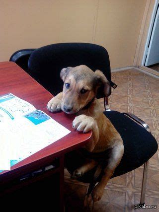 Собакен на Работе | Пикабу