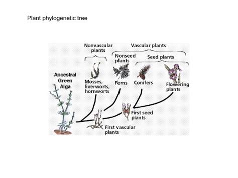 Lecture 10 12aquatic Macrophytespdf