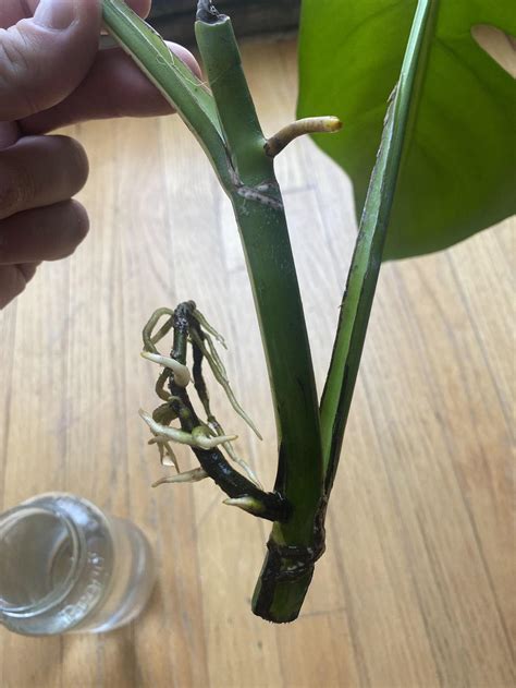 Monstera Dead Spent Node In The Houseplants Forum