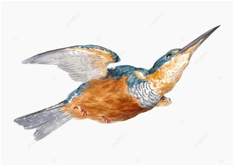 Kingfisher Illustration Vector Aert Schouman Watercolor Painting