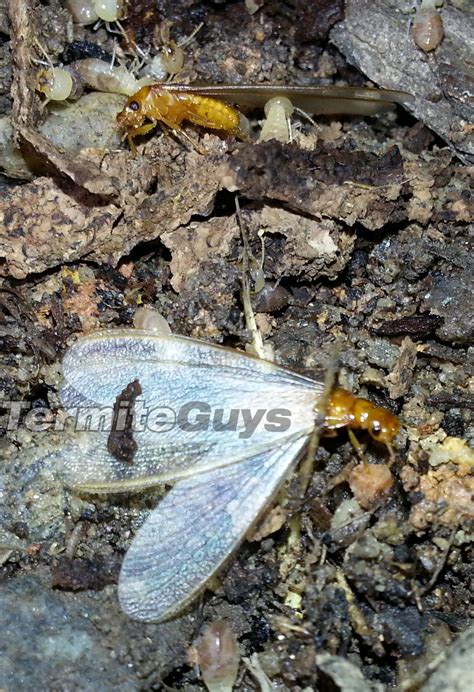 Flying Termites Invade Brisbane