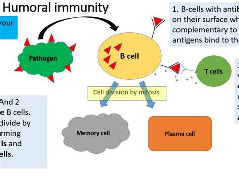 Humoral Immunity Lesson 3 Immunity Teaching Resources