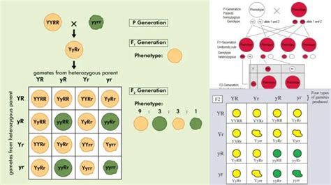 Genetics Biology Notes Online