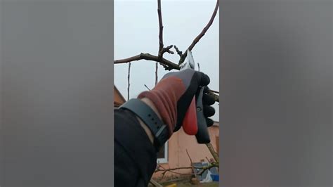 Як обрізати яблуню Обрізаємо яблуню з результатом в кінці Обрізка яблуні Garden Youtube