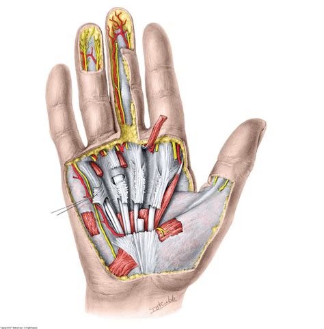 Anatomy Week 4 Palmar Hand Fascia Diagram Quizlet