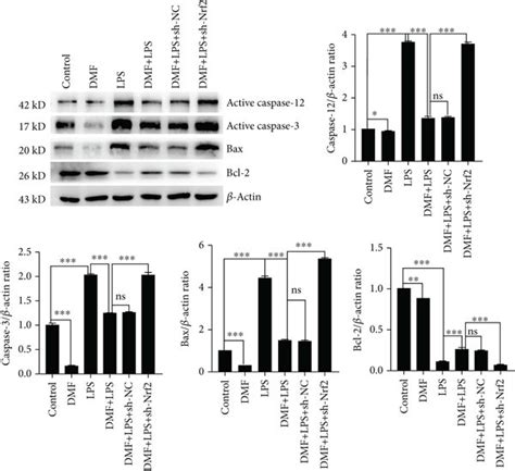 Dmf Suppresses Er Stress Mediated Apoptosis In Npcs Via Activating The Download Scientific