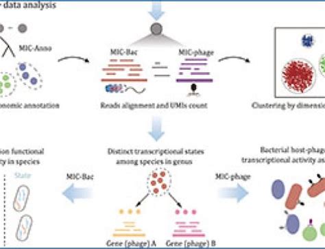 Split Seq Single Cell Profiling With Split Pool Barcoding Rna Seq Blog