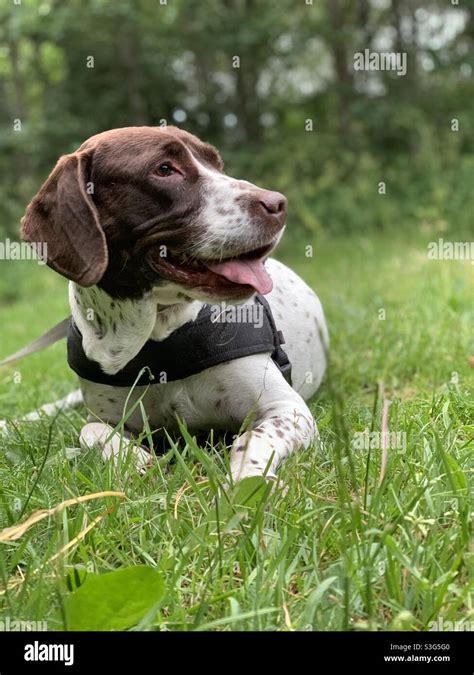 Are Old Danish Pointer Hypoallergenic