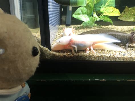 「新さっぽろサンピアザ水族館」でお魚を見るのだ！たあ君ラボラトリー