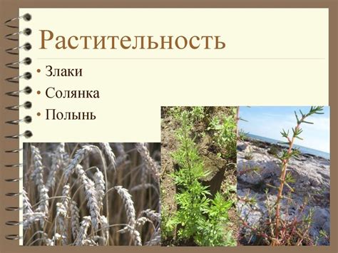 Что такое полупустыня? - online presentation