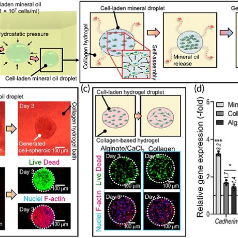 Application Of Conventionally Prepared Cell‐spheroids Schematic Download Scientific Diagram