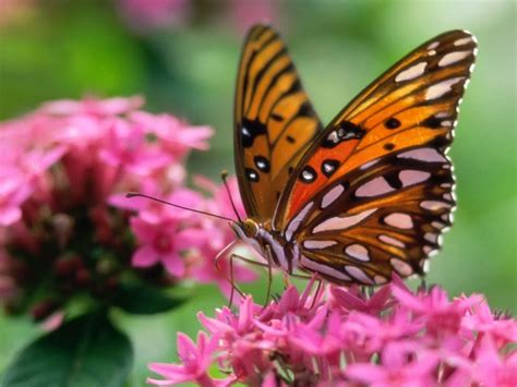 Butterfly Template Picture Backgrounds For Powerpoint Templates Ppt