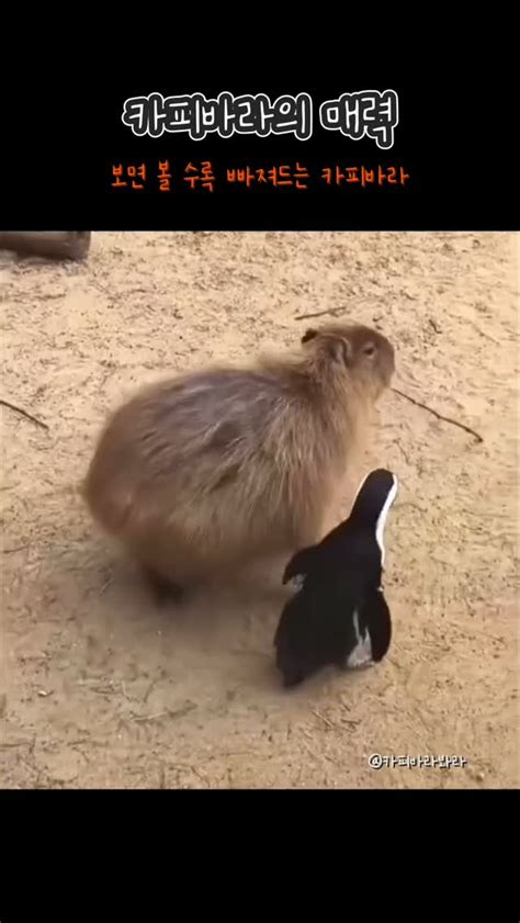 카피바라봐라 빼빼로게임바라 카피바라 카피바라봐라 힐링 휴식 아기카피바라 아기바라 귀여운 재밌는