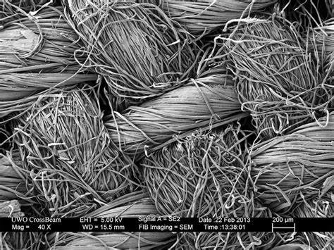 Cotton Fabric 40x Things Under A Microscope Electron Microscope