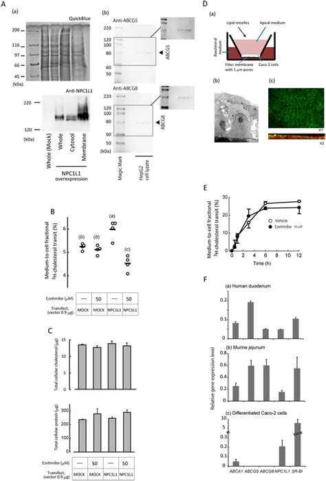 Cholesterol Enters Hepg2 And Differentiated Caco 2 Cells By