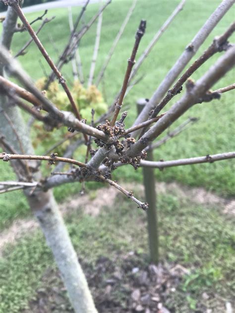 What S Wrong With This Tree DIY Home Improvement Forum