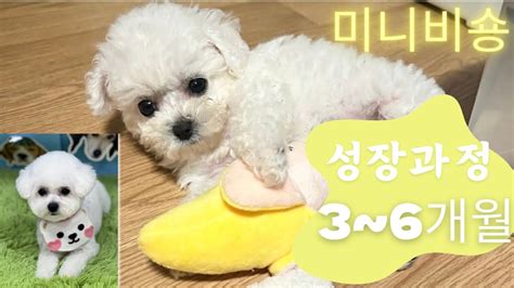 미니비숑 성장과정 Vlog 🥰 성장기록 Youtube