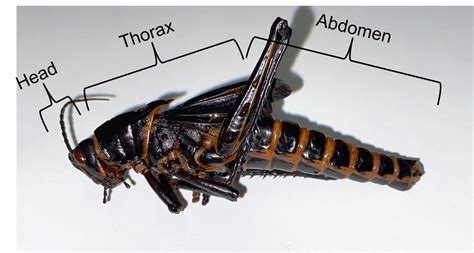 Internal Grasshopper Anatomy