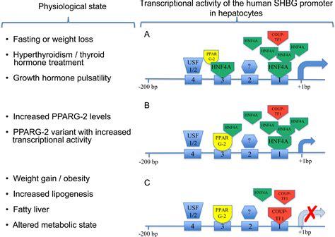 Diverse Roles For Sex Hormone Binding Globulin In Reproduction1