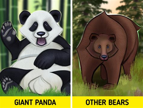 What The Differences Between The Giant Panda And Other Bears Are Minute Crafts