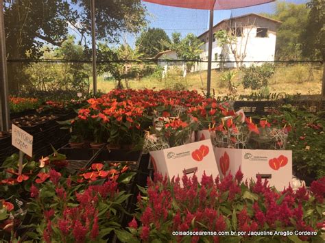 Cear Destaque No Cultivo De Rosas Coisa De Cearense