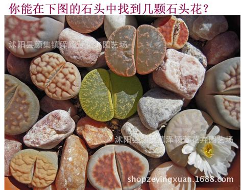 园林石头花 石头花 石头花图片 大山谷图库