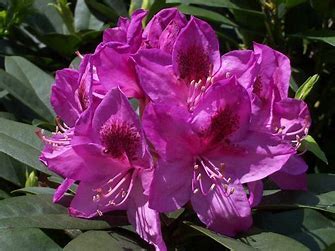 Azalea Rhododendron Standard