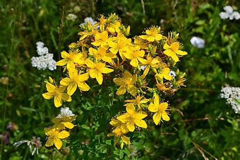 Ľubovník Bodkovaný Slnkojezivot Sashesk