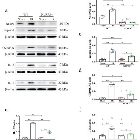 Screening Nlpr3 Inflammasome Natural Inhibitors From V Negundo L A