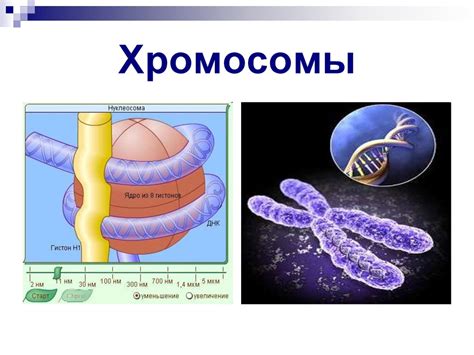 Половые хромосомы презентация онлайн