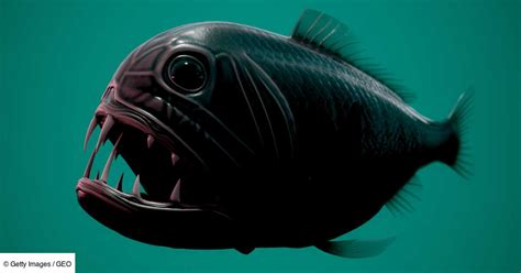 Tout savoir sur le poisson ogre prédateur aux dents terrifiantes Geo fr