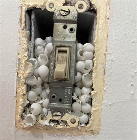 What To Do About House Lizard Eggs On Wall